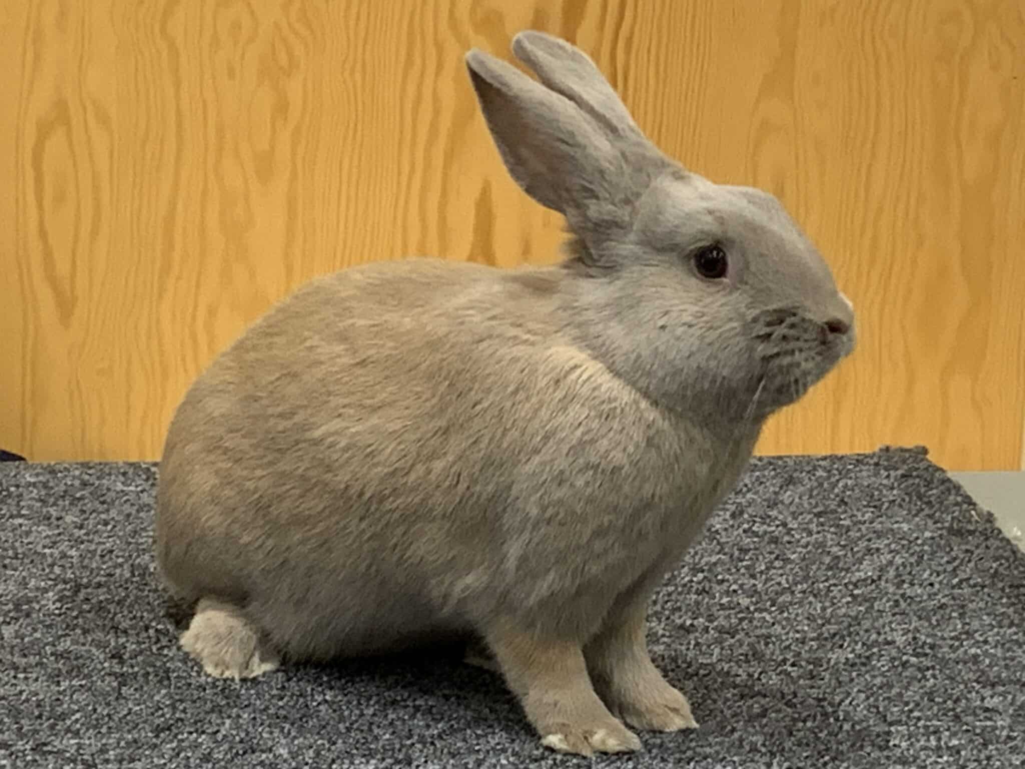 Forside - Danmarks Kaninavlerforening